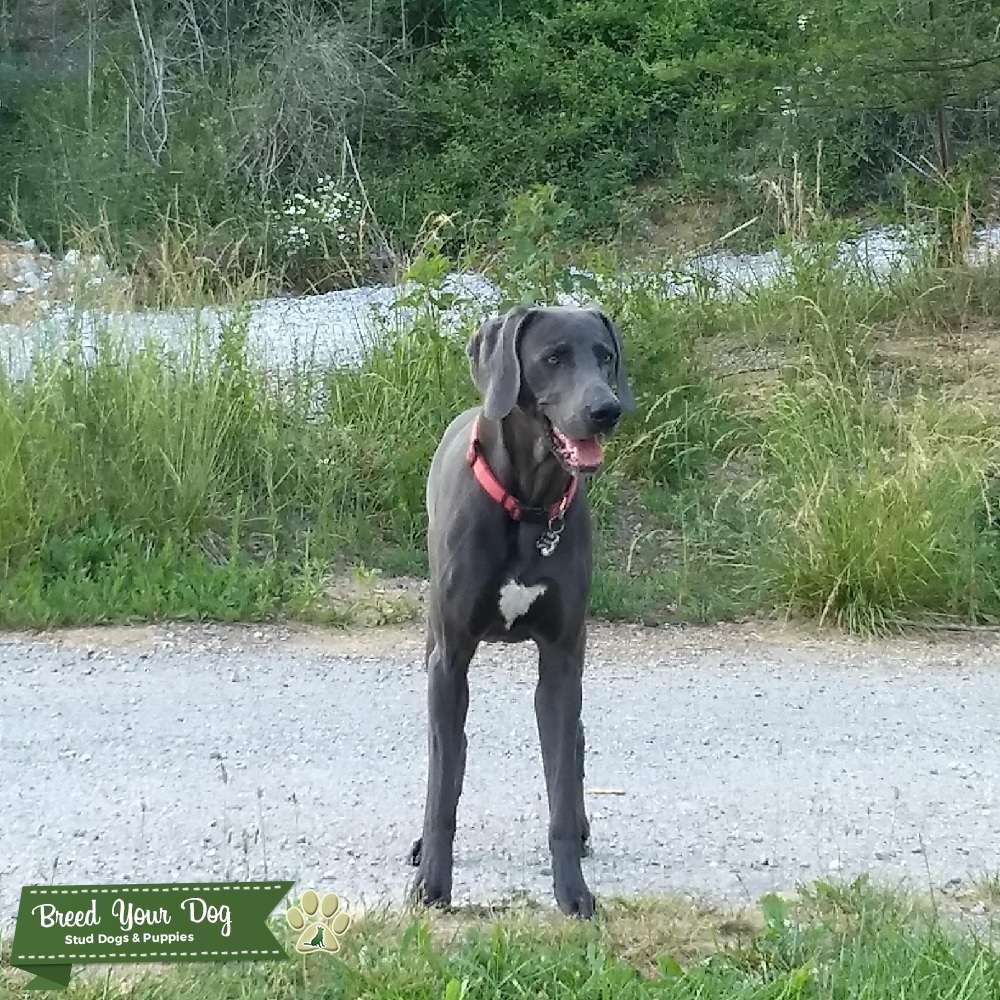 Blue Weim Stud - Stud Dog in Cincinnati, the United States | Breed Your Dog