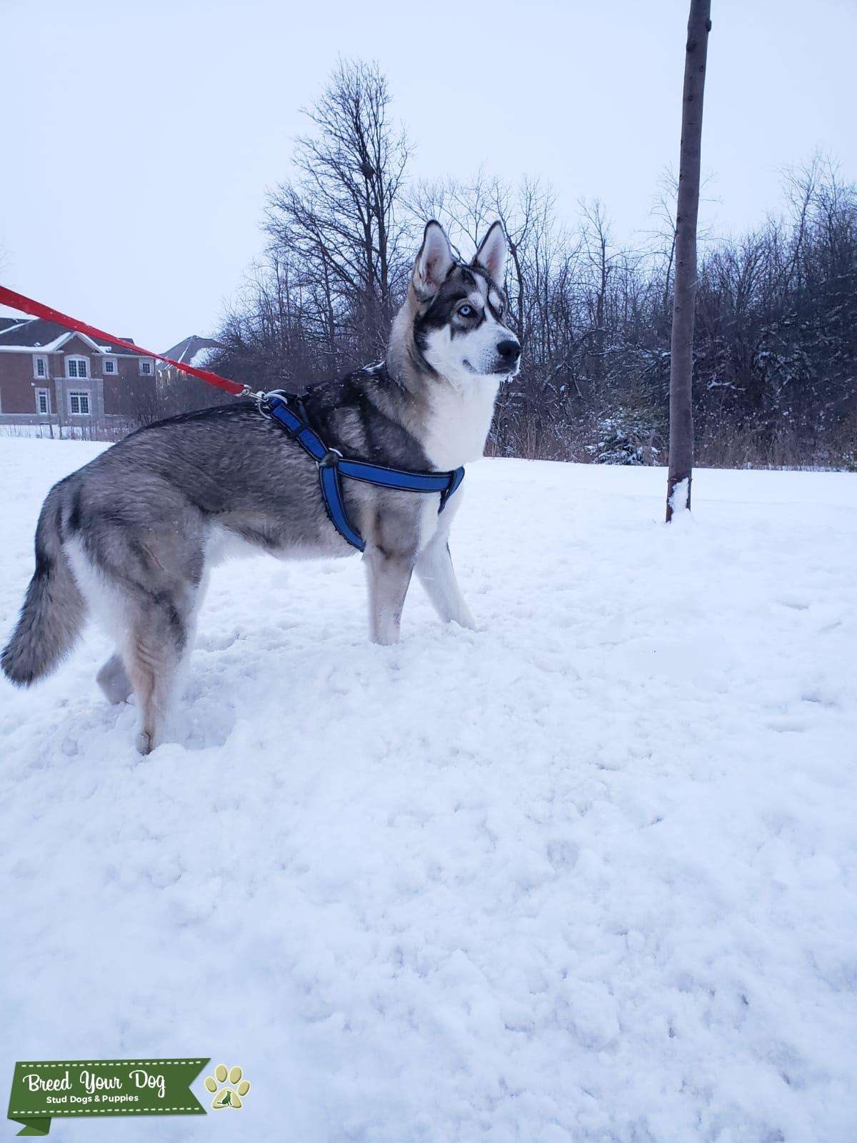 Blue eyed 2 year old pure bred husky looking for a female. Highly ...