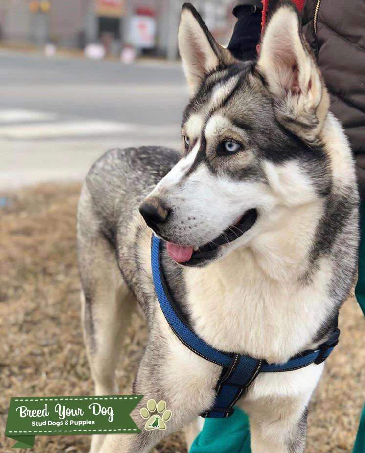 Blue eyed 2 year old pure bred husky looking for a female. Highly ...