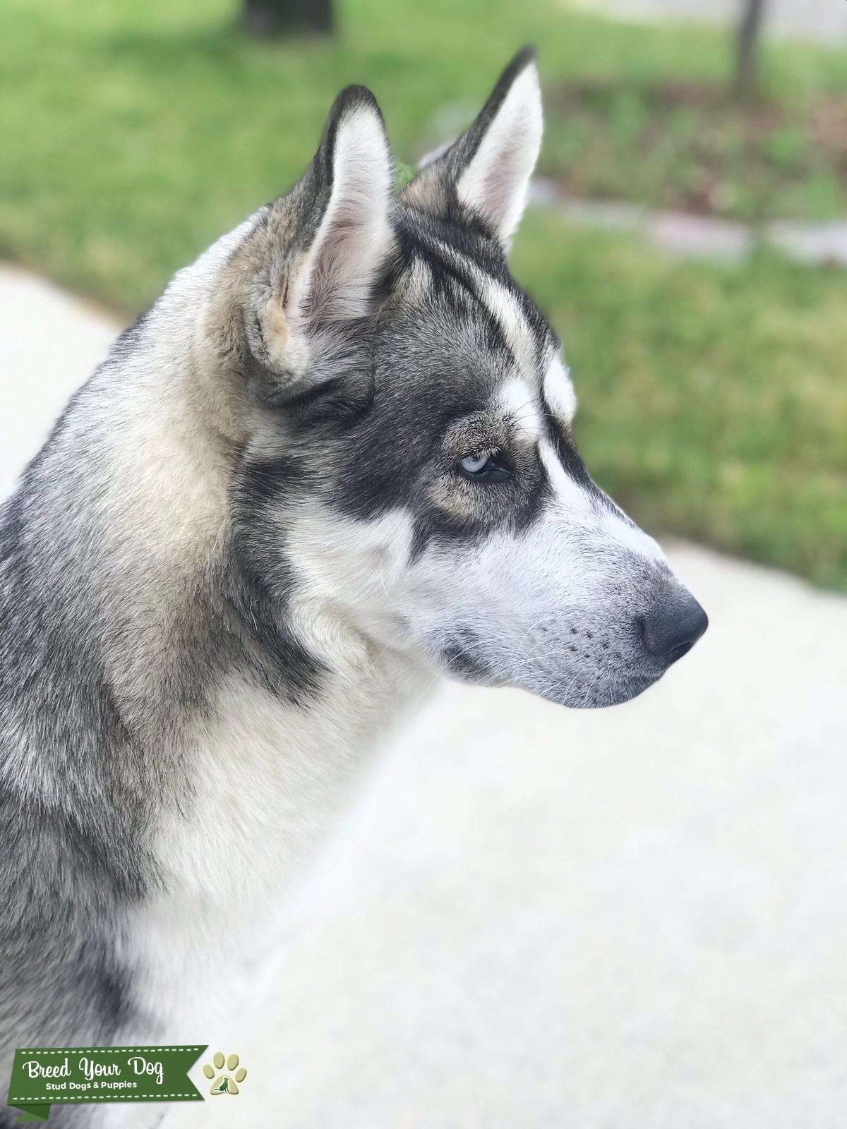 Blue eyed 2 year old pure bred husky looking for a female. Highly ...