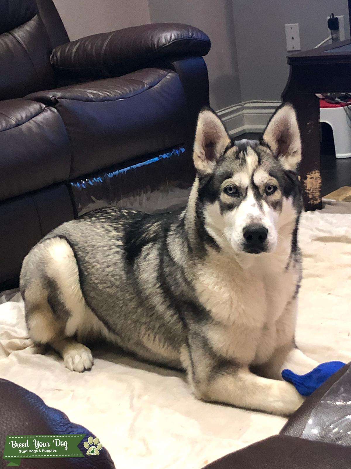 Blue eyed 2 year old pure bred husky looking for a female. Highly ...