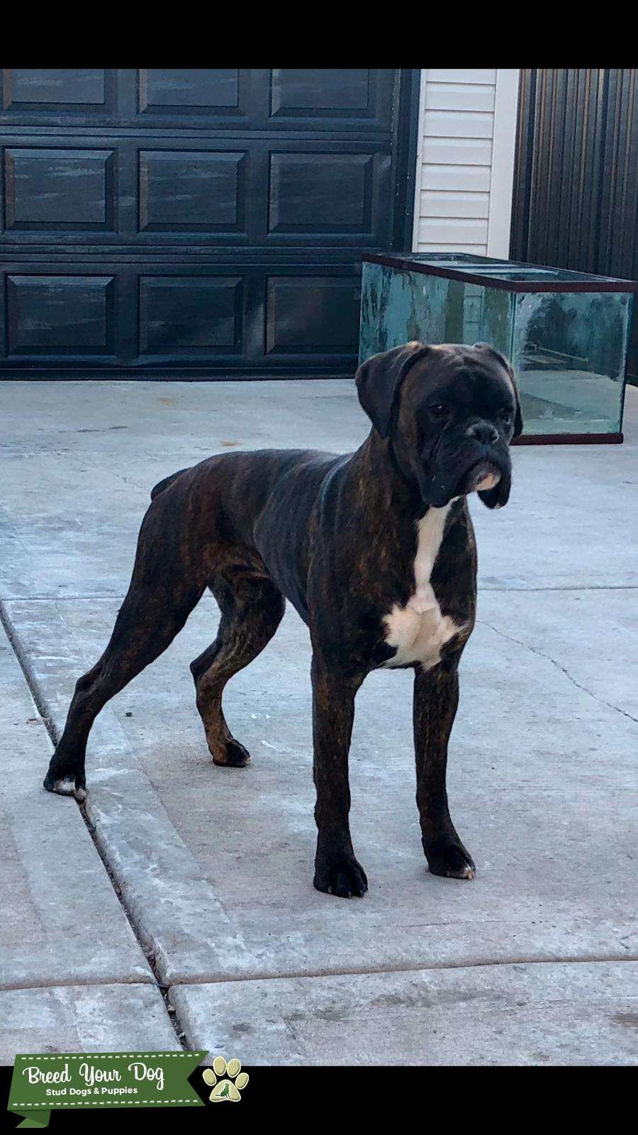 Brindle German Boxer - Stud Dog in IL, the United States | Breed Your Dog