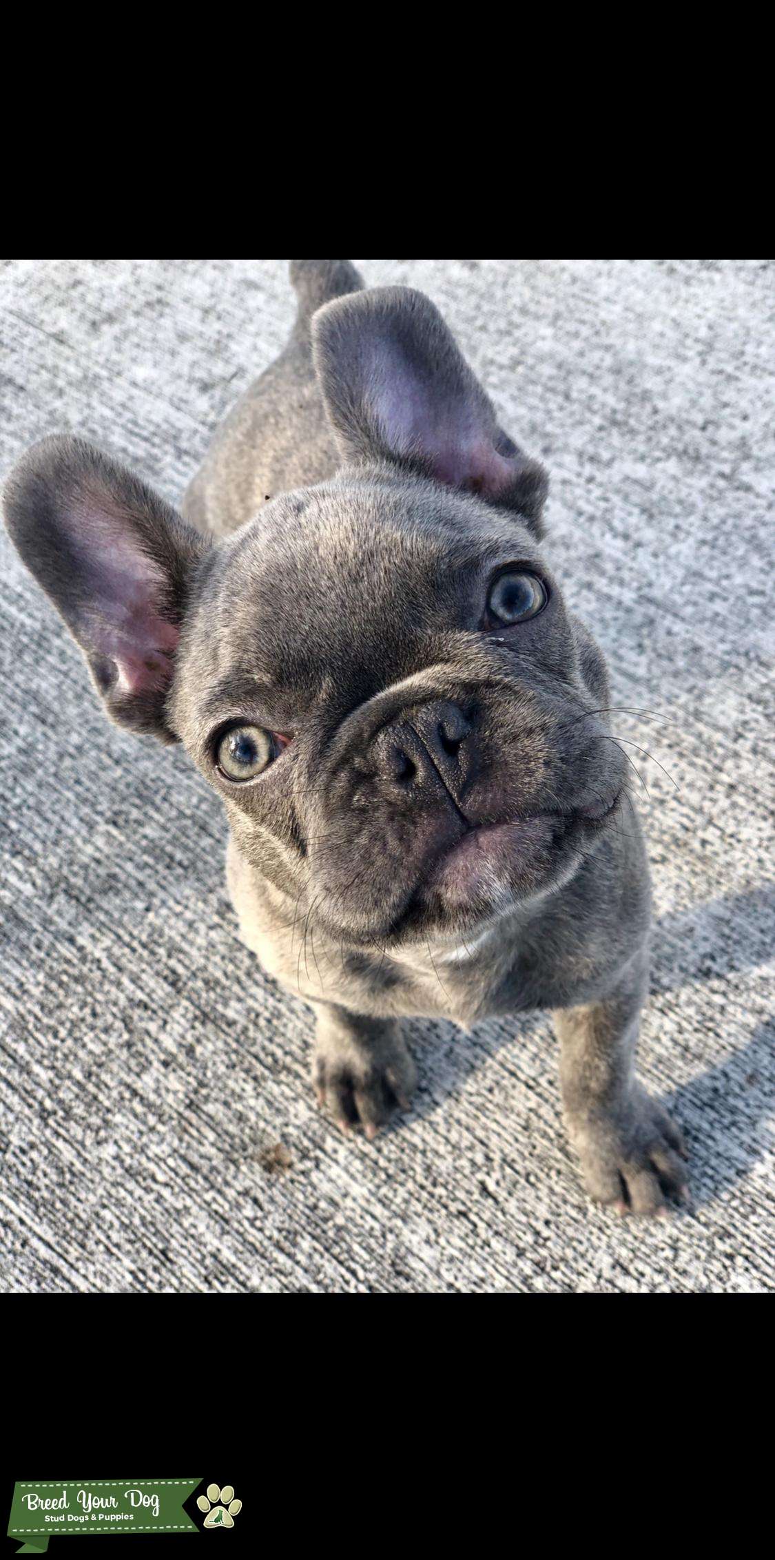 Blue brindle - Stud Dog in South , United States | Breed Your Dog