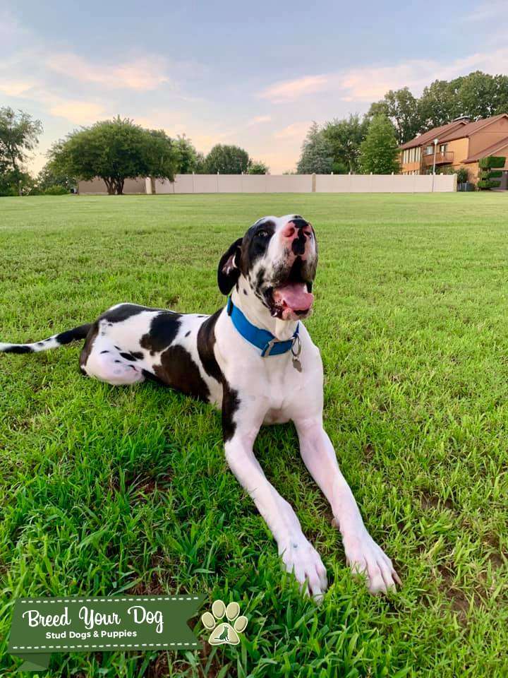 Harlequin Male Great Dane Stud - Stud Dog in Alma, AR, the United ...