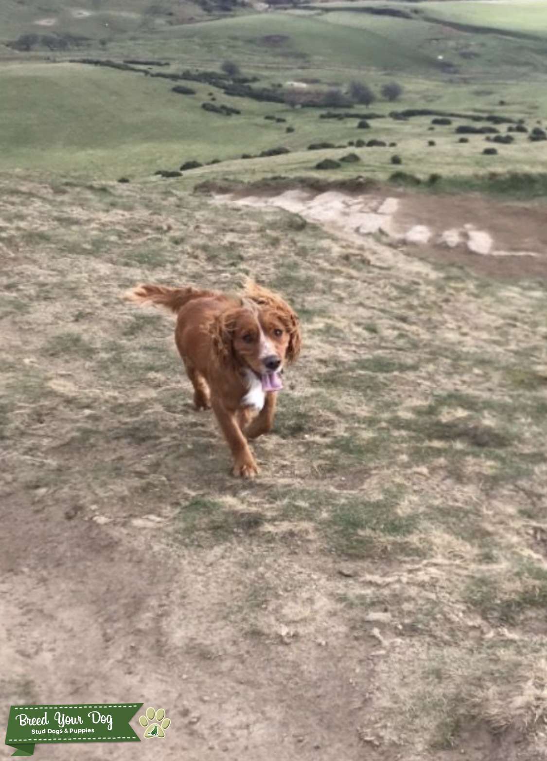 Red working cocker spaniel for stud kc registered - Stud Dog in ...