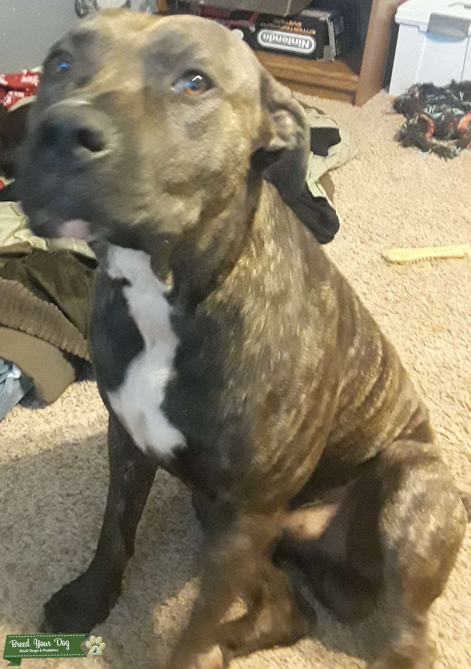 AMSTAFF Male - Stud Dog in Texas, United States | Breed Your Dog