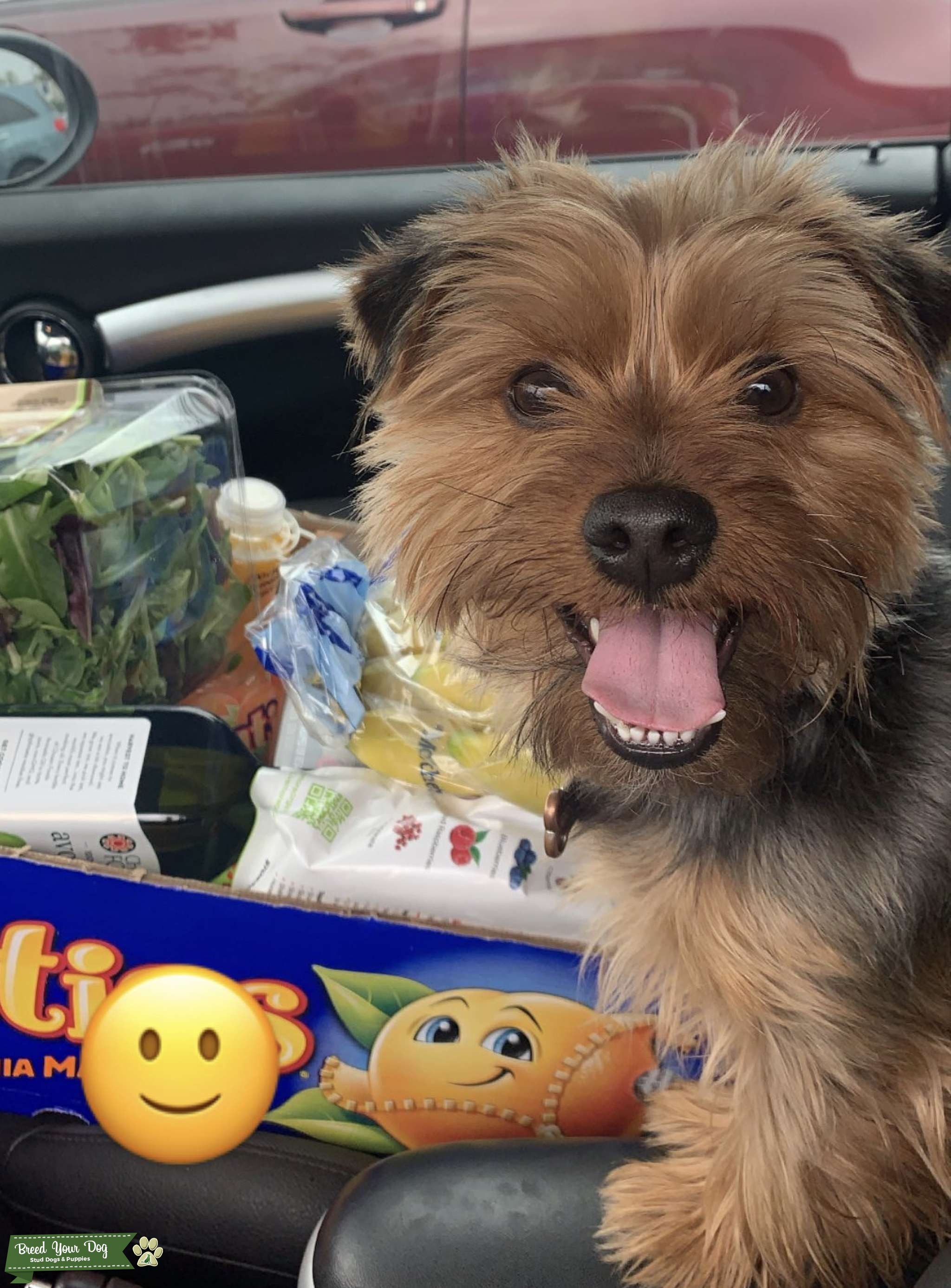 Purebred 15 Lb Yorkie Stud Stud Dog In Los Angeles The United