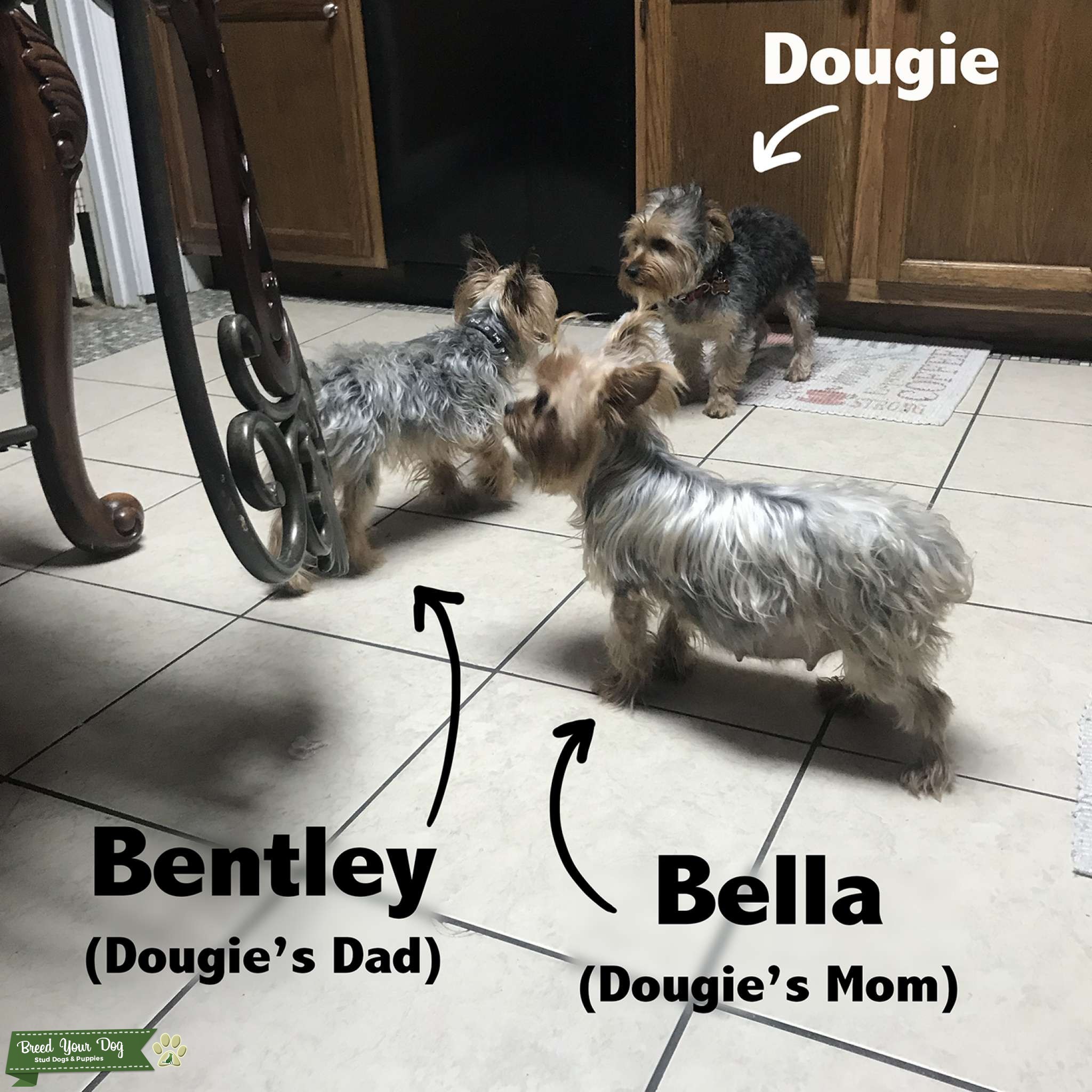 Purebred 15 lb. Yorkie Stud - Stud Dog in los angeles, United States ...