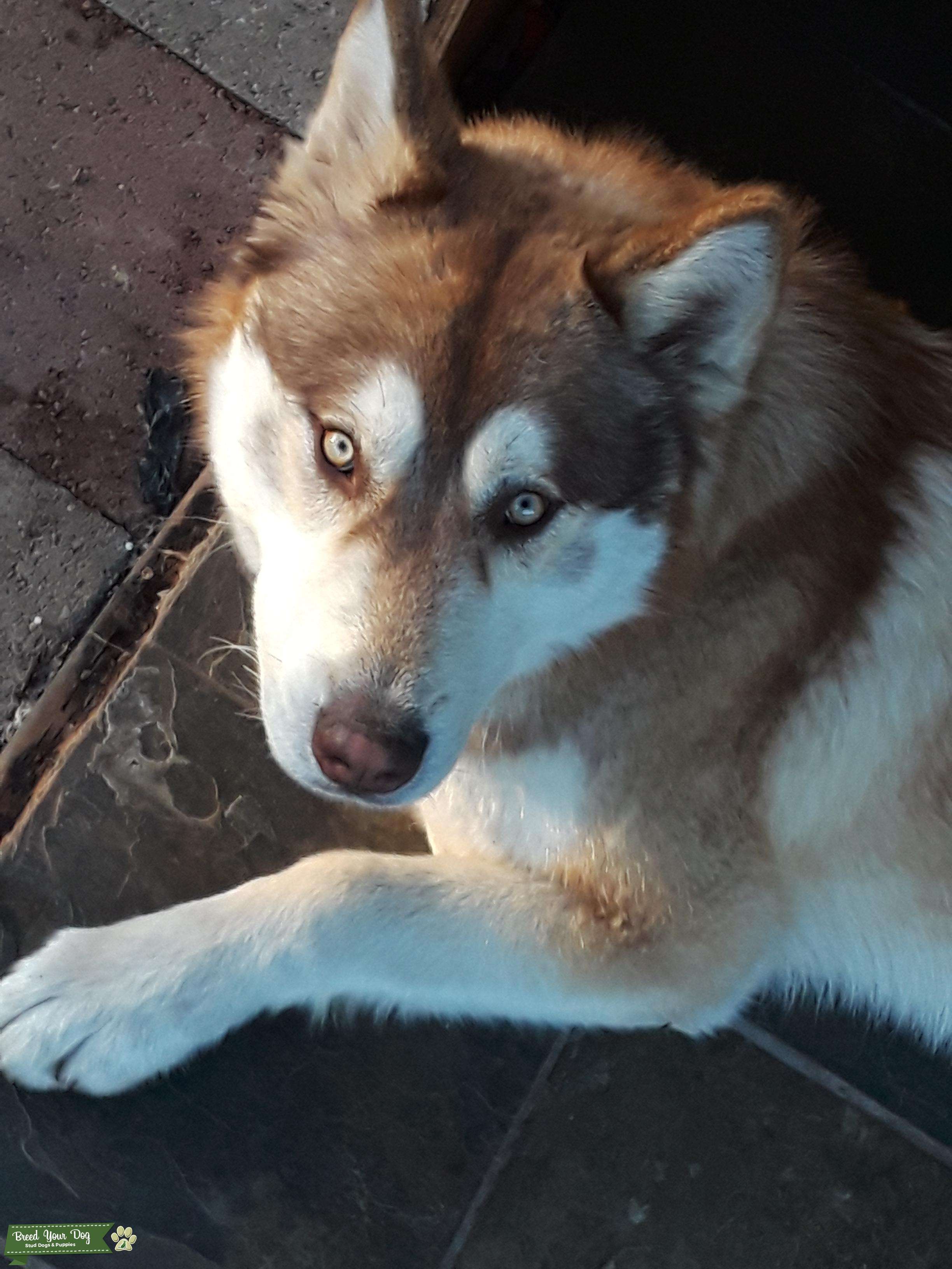 Siberian Husky Male - Stud Dog in Washington, the United States | Breed ...