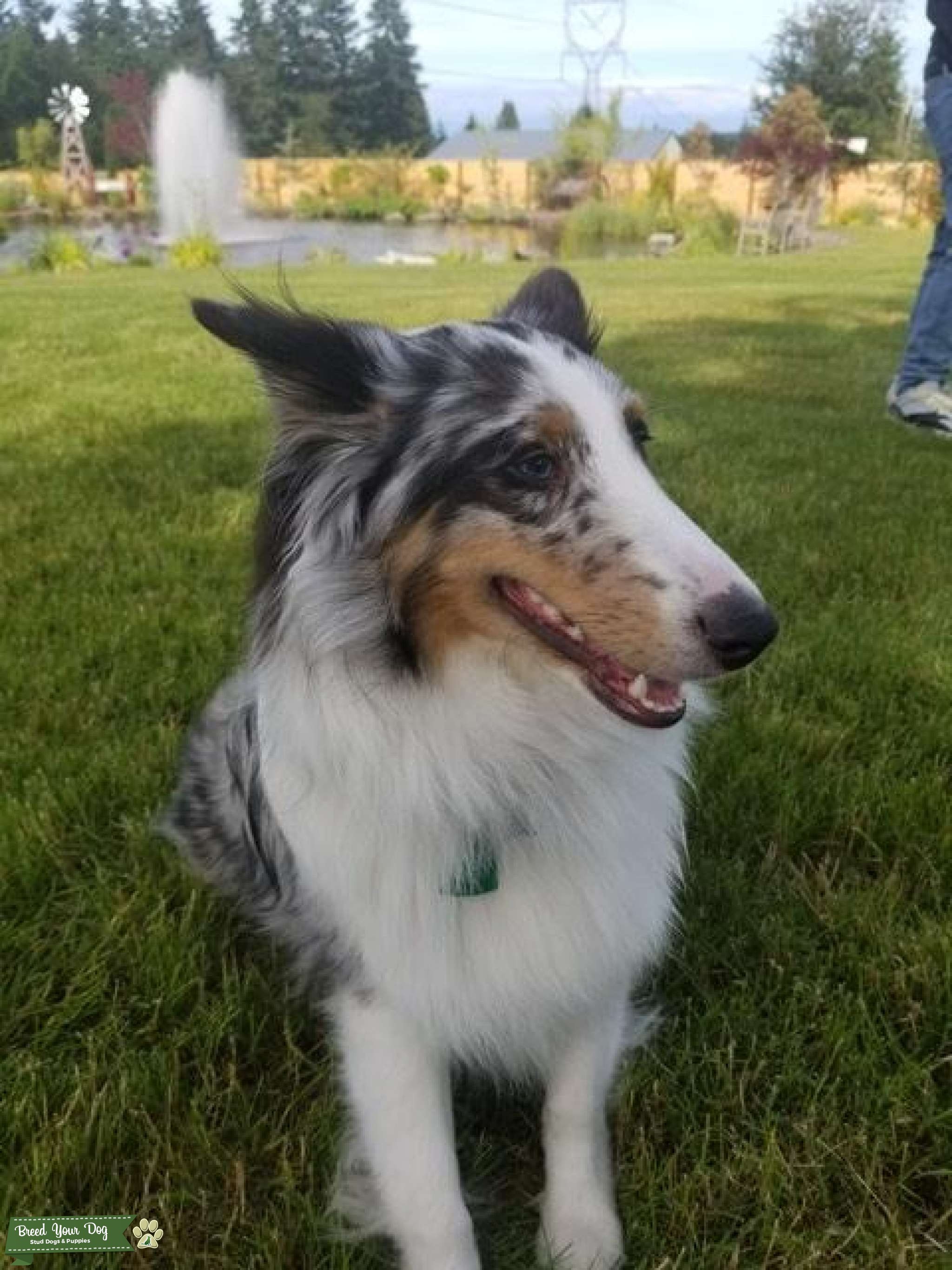 Merle Shetland Sheepdog. - Stud Dog in Washington, the United States ...