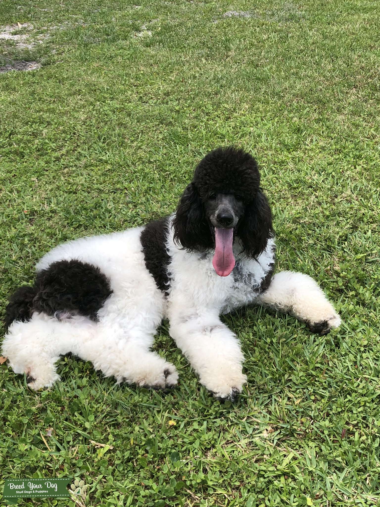 Beautiful pure breed standard parti poodle - Stud Dog in Florida , the ...