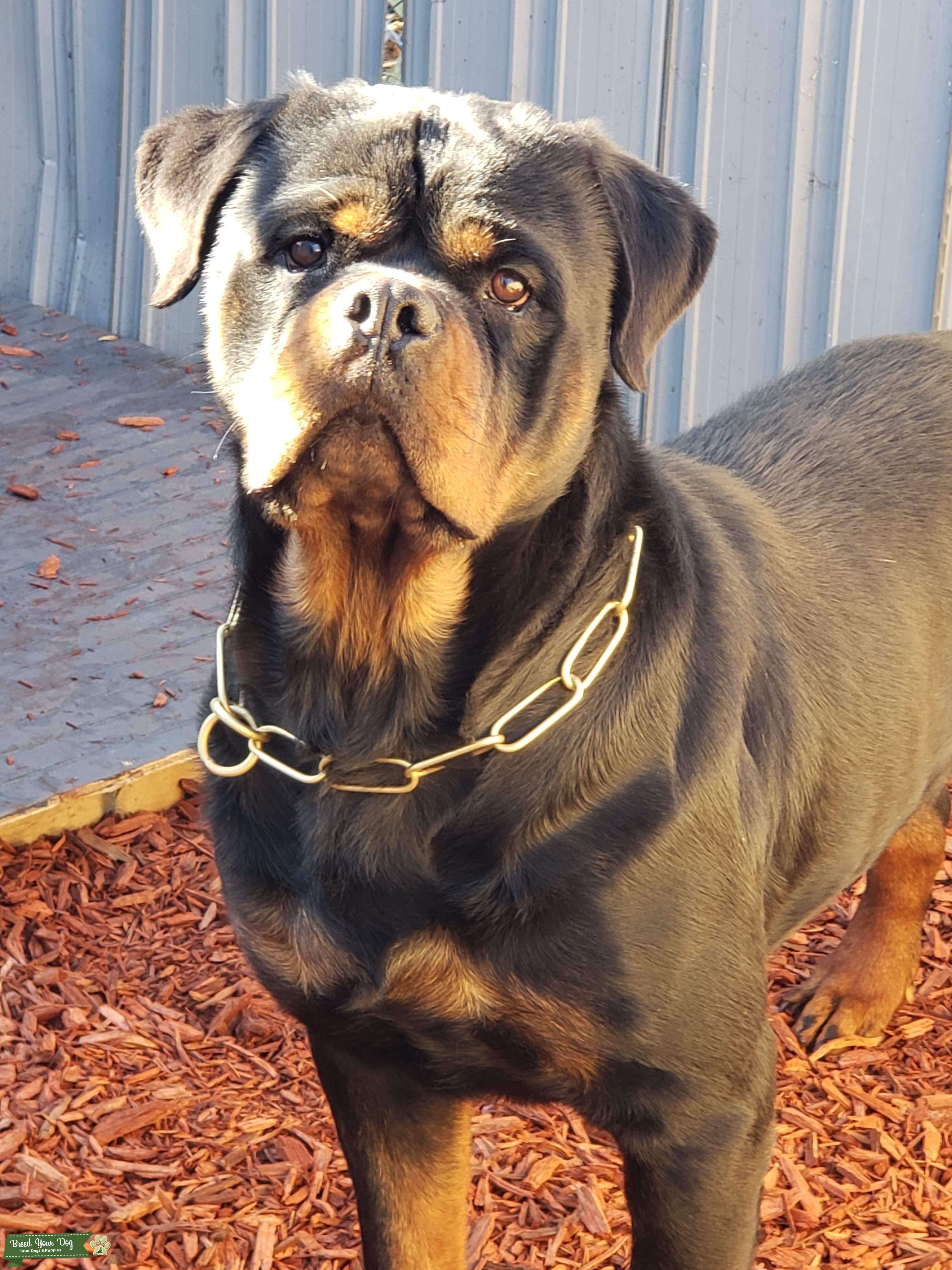 Nando Timit Tor - Stud Dog in Idaho, the United States | Breed Your Dog