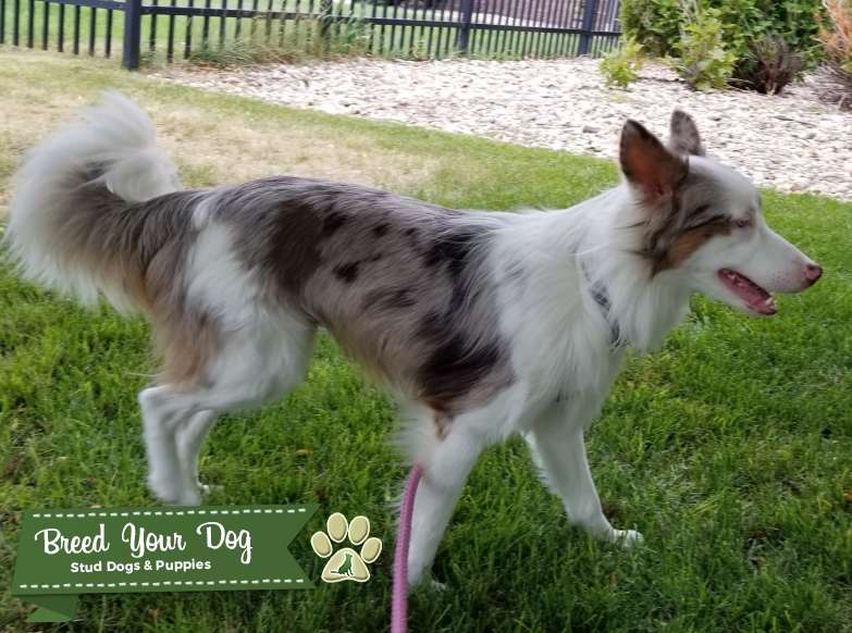 Aussie/Sheltie mix - Stud Dog in Colorado, United States | Breed Your Dog