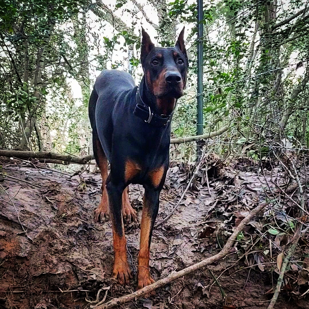 Anubis - Stud Dog in Texas, United States | Breed Your Dog