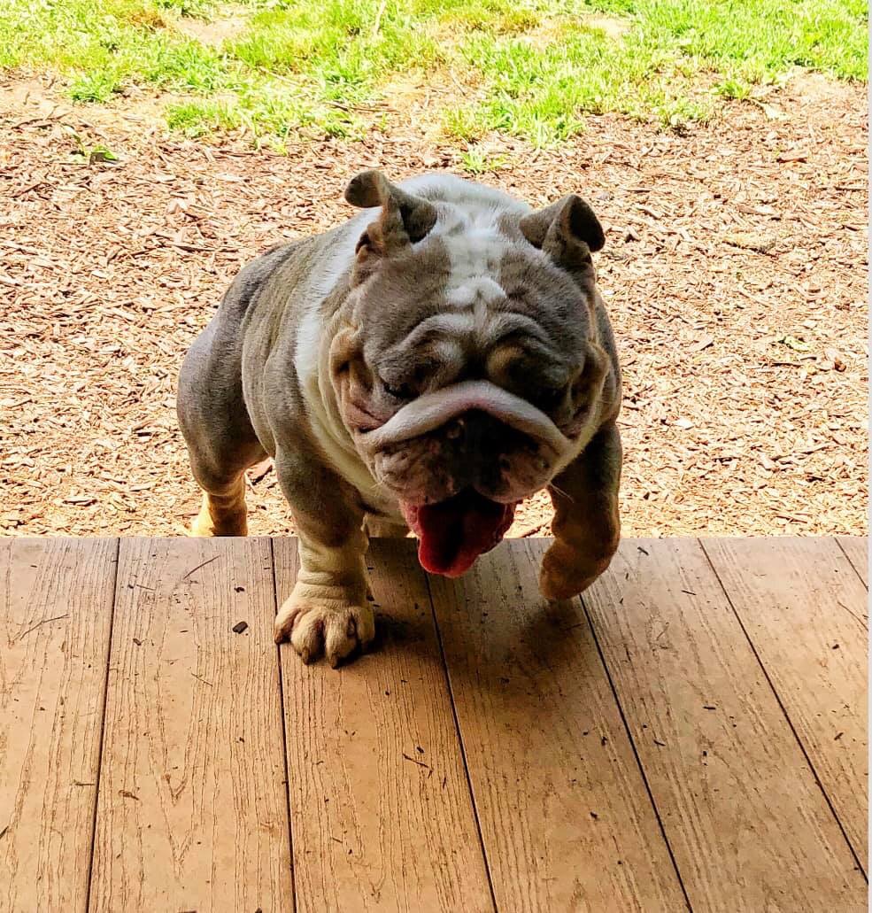 Lilac Tri Merle stud - Stud Dog in North east, United States | Breed ...