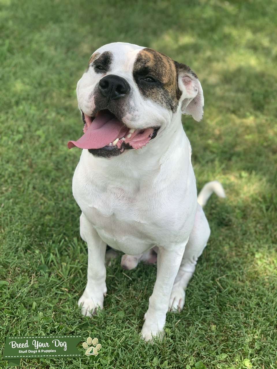 Purebred American Bulldog Stud - Stud Dog in Southwest Ohio, the United ...