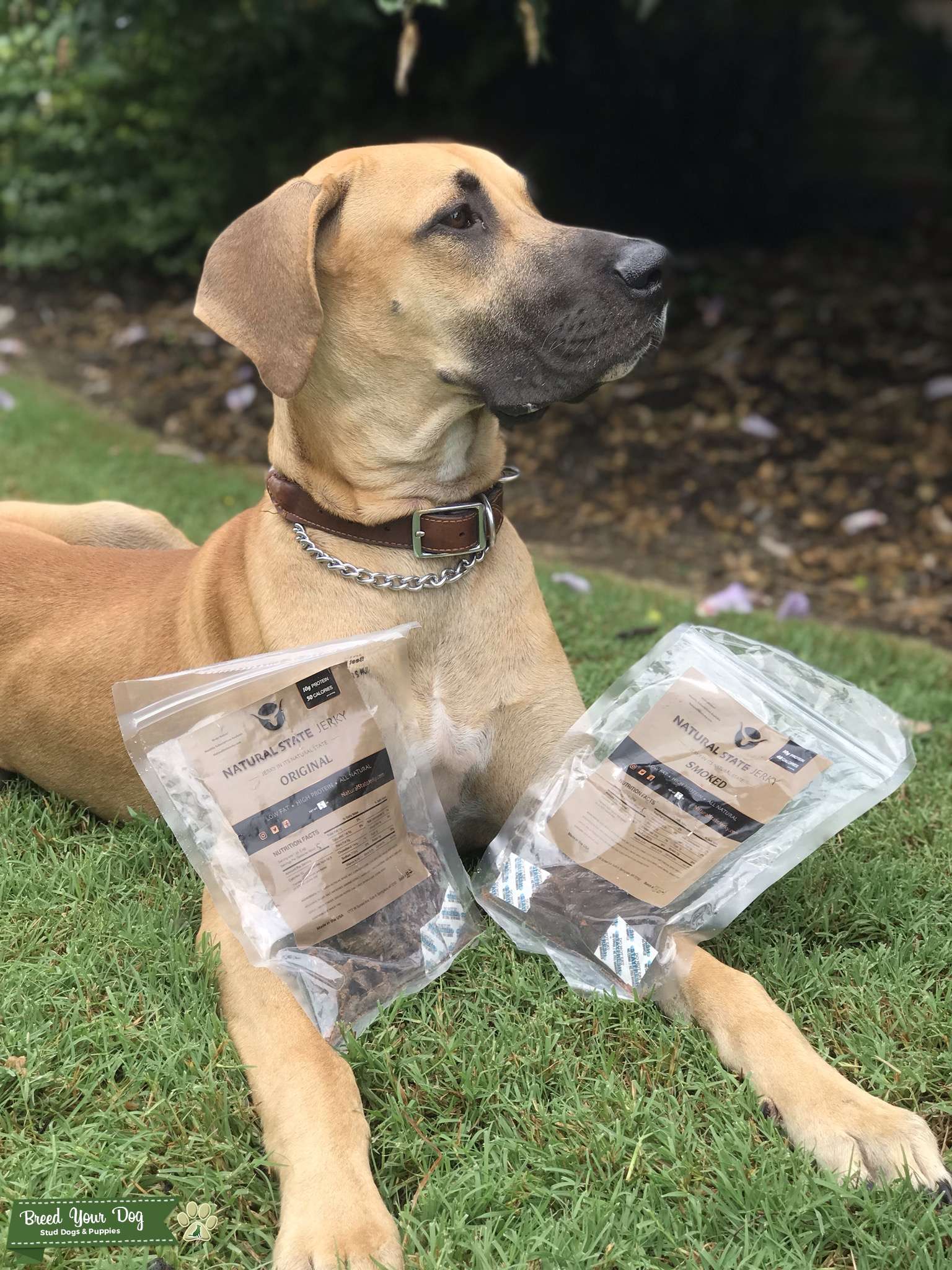 Great Dane Stud Dog - Stud Dog in Arkansas , United States | Breed Your Dog