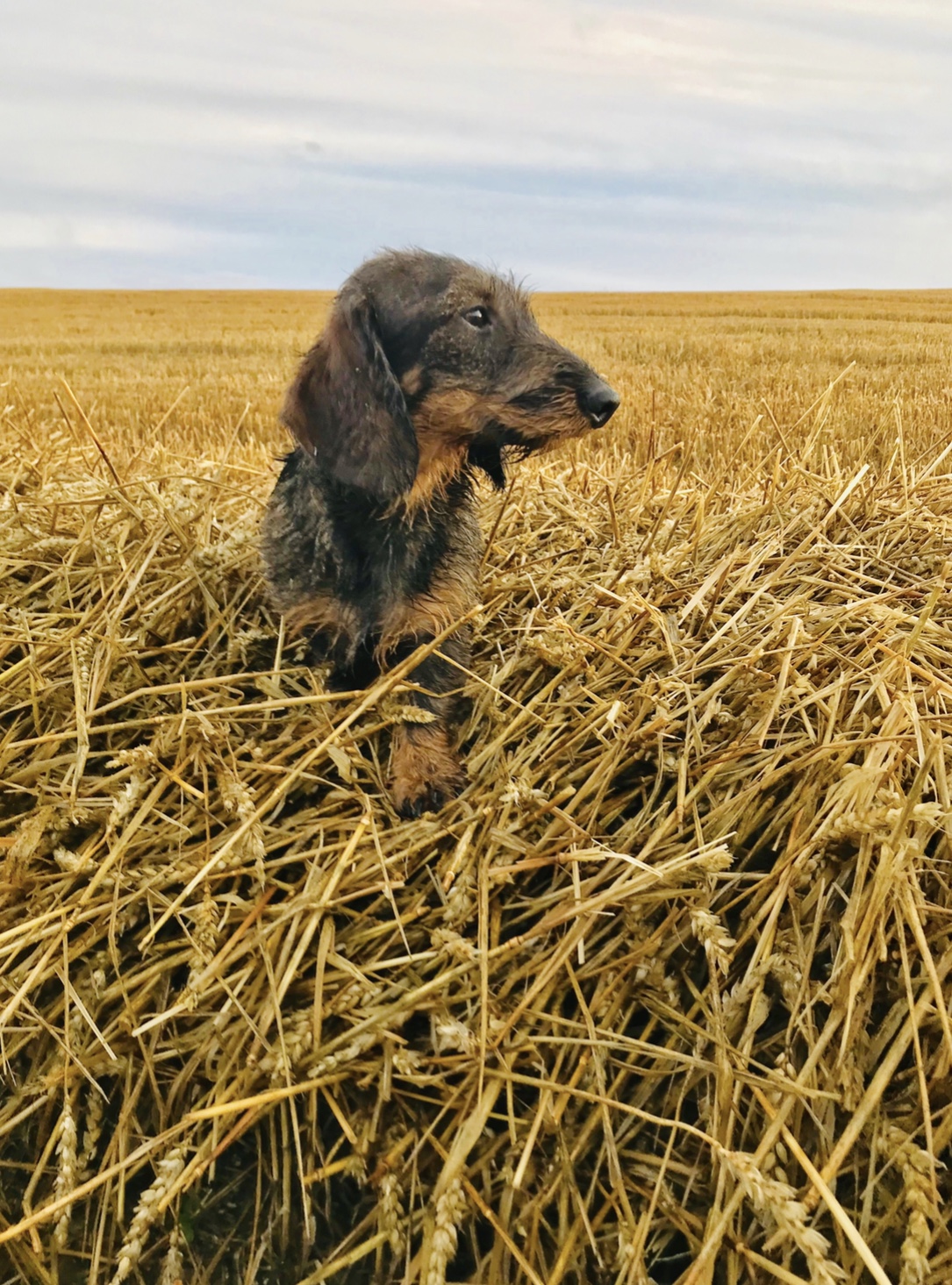 Wild Boar wire haired working Teckel - Stud Dog in Dorset , United ...
