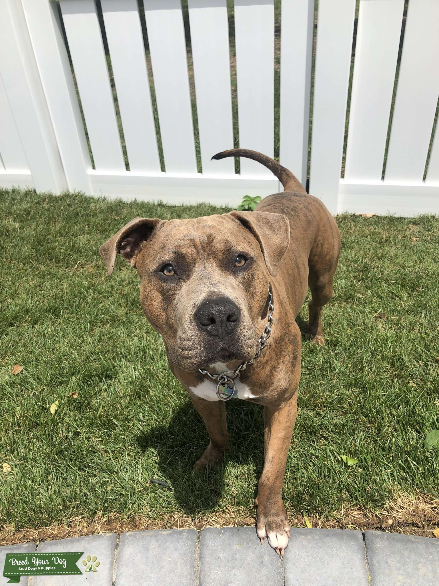 Male pit bull - Stud Dog in Nj , United States | Breed Your Dog