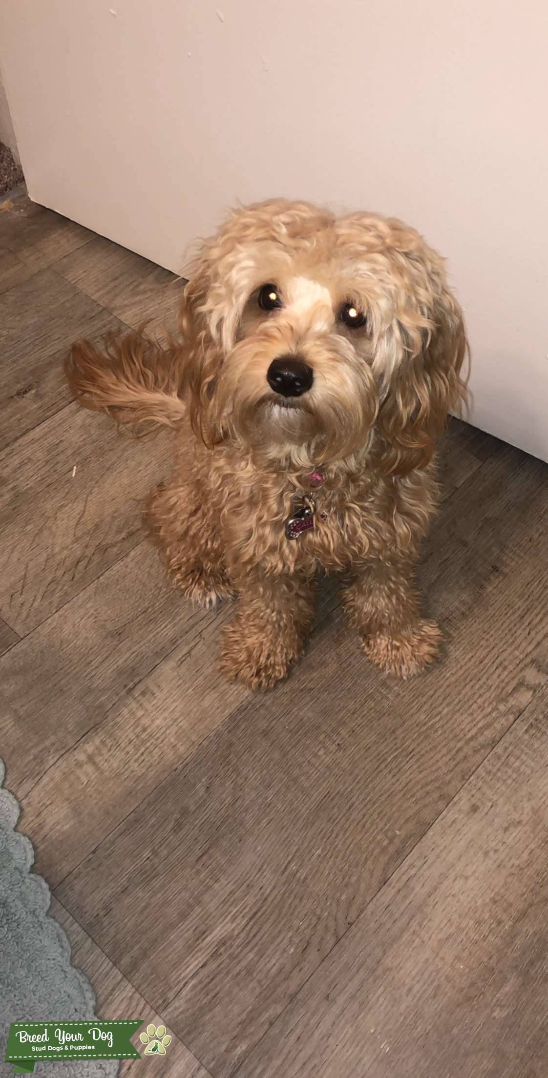 AKC F2 Mini Goldendoodle - Stud Dog in Northern Middle TN, the United ...