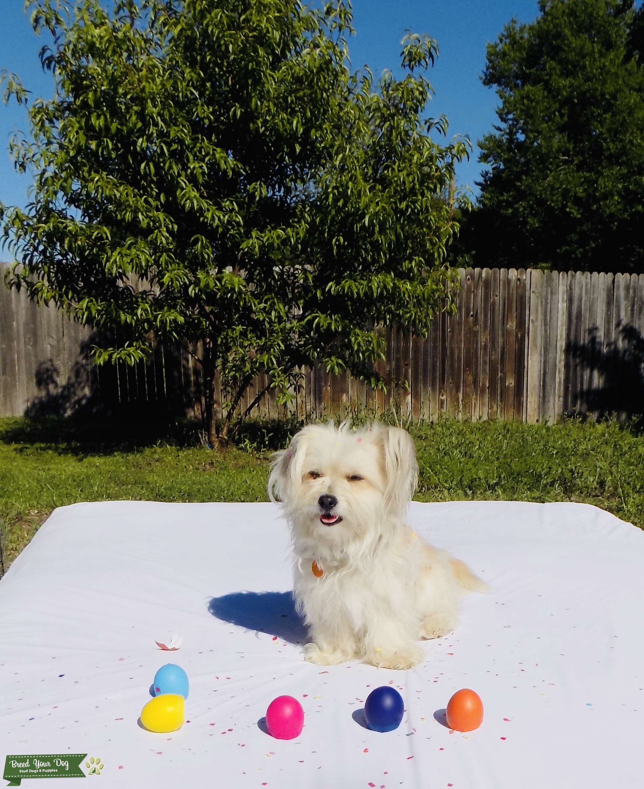 White Havanese - Stud Dog united states - Breed Your Dog