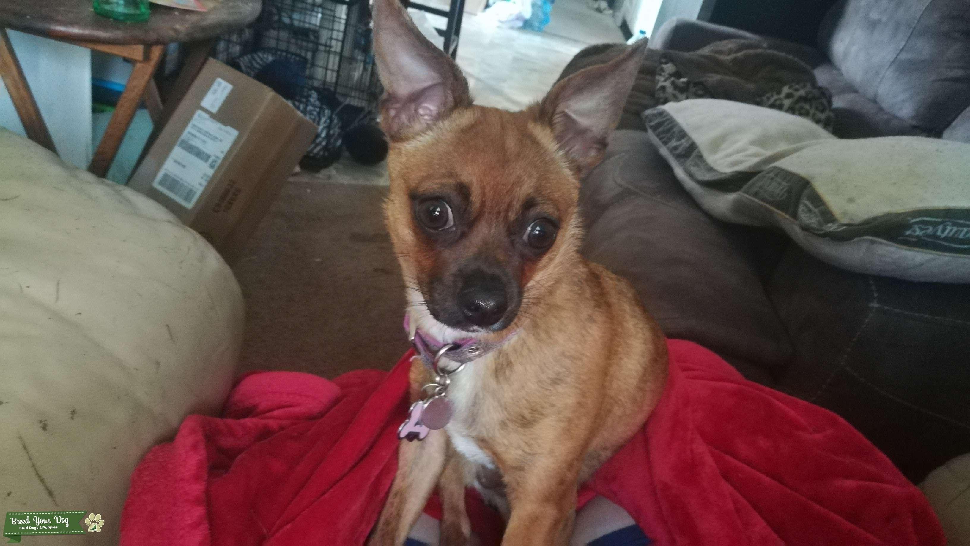 Jug Terrier Bitch Jack Russell/ Pug Mix - Stud Dog in Western MA/ New ...