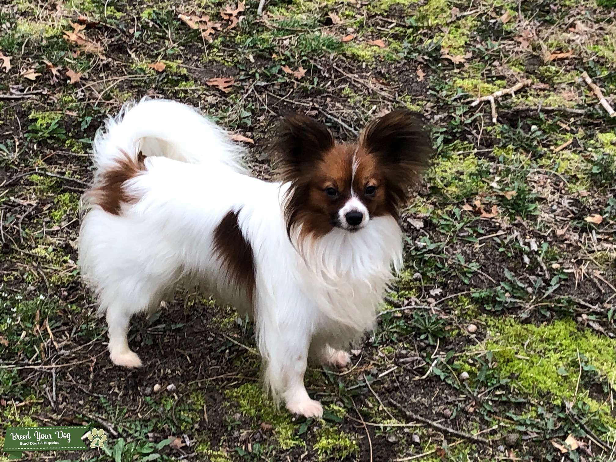 Papillon Stud AKC AKC Pointed - Stud Dog in Metro NY, the United States ...