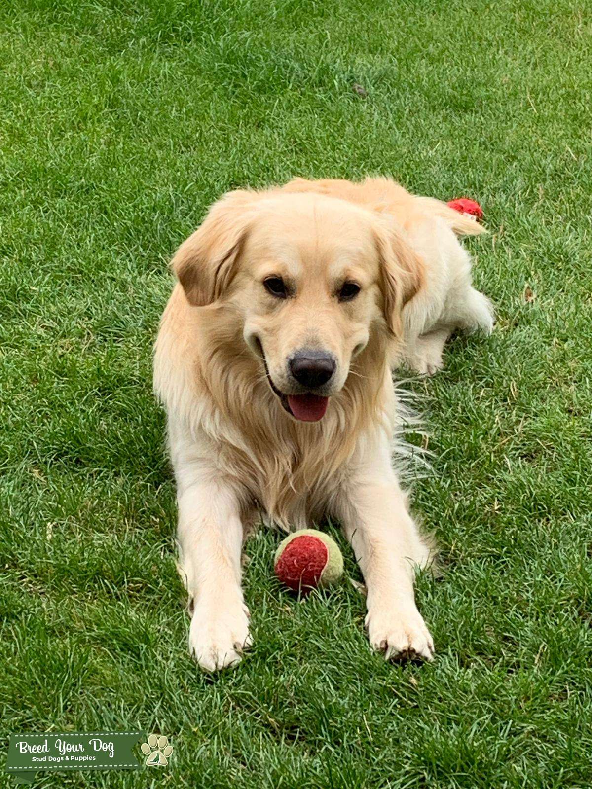Cute single golden retriever - Stud Dog in Bedfordshire, United States ...