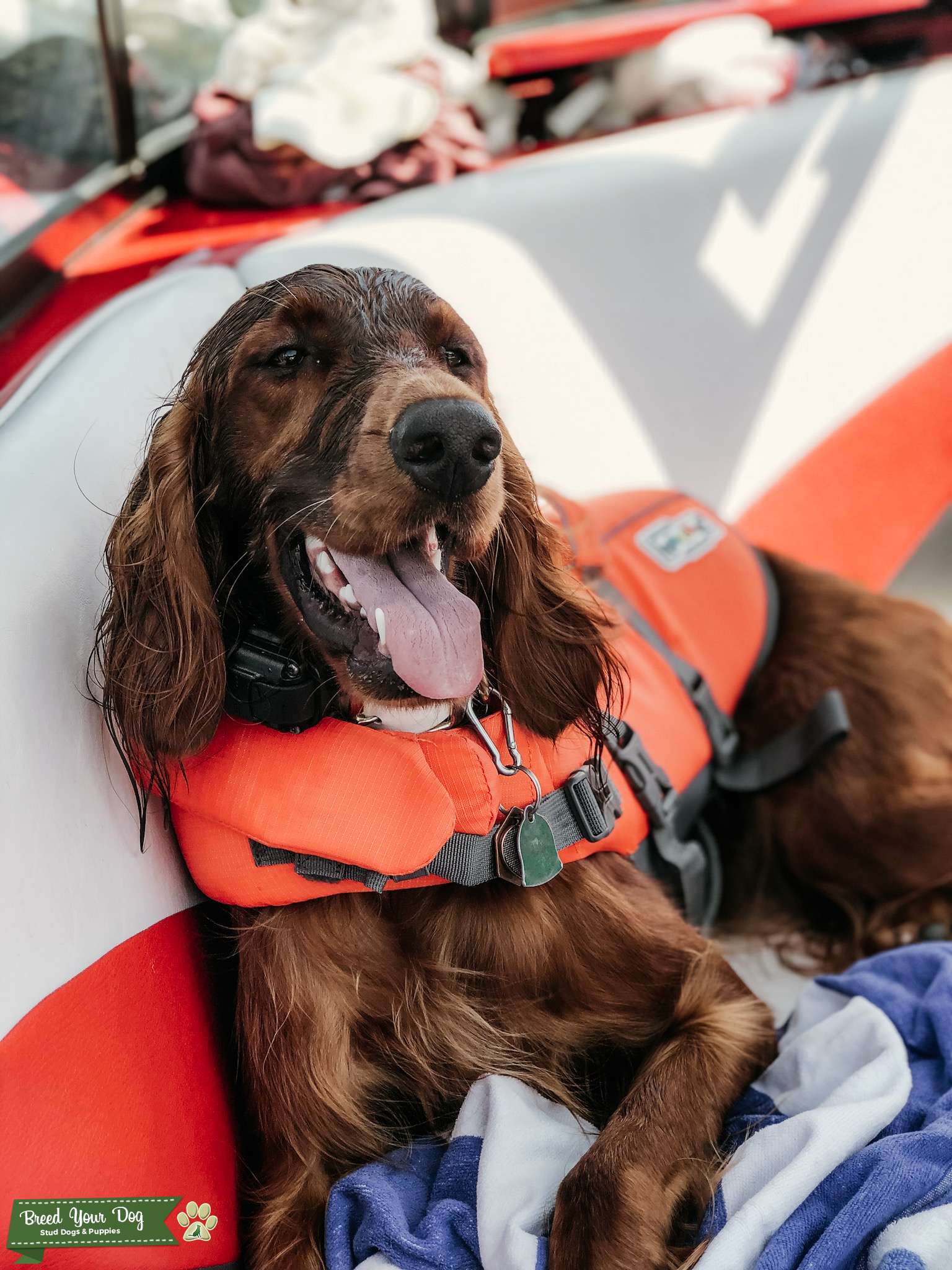 Female looking for Stud - Stud Dog in South, United States | Breed Your Dog