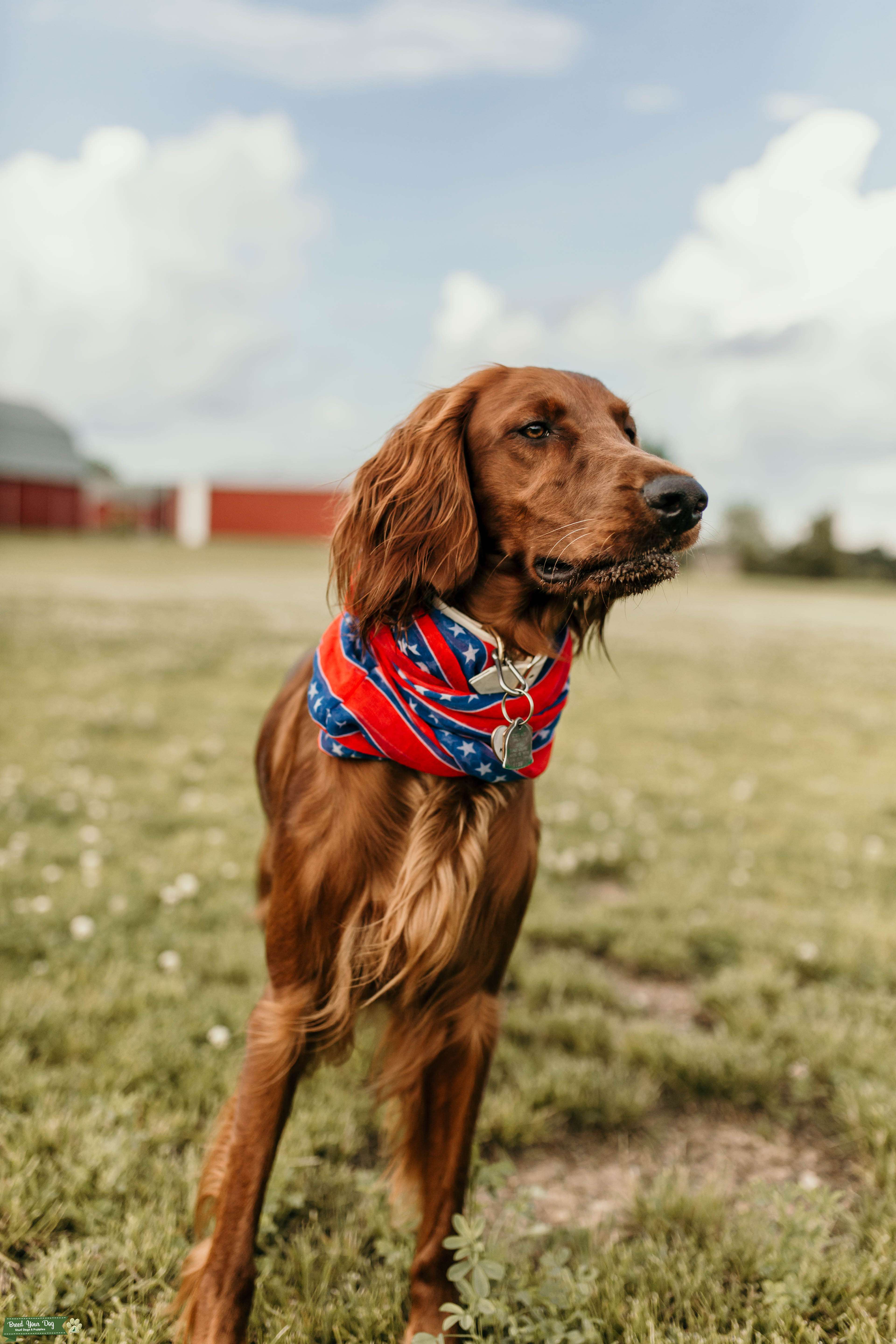 Female looking for Stud - Stud Dog in South, United States | Breed Your Dog