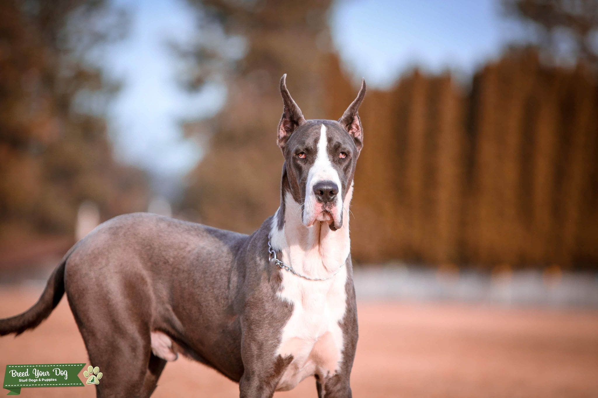 Great Dane Stud's - Stud Dog in Washington, United States | Breed Your Dog