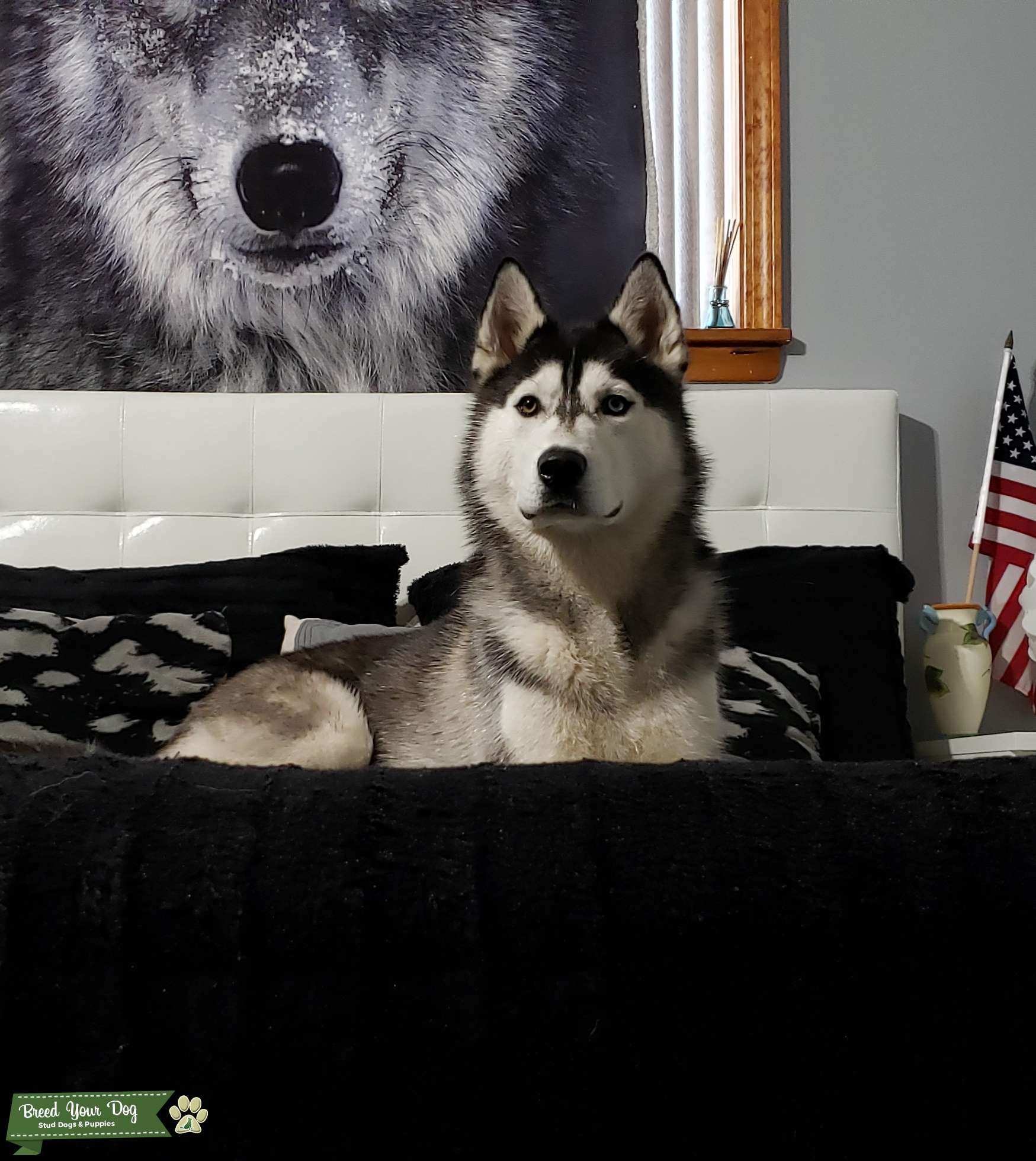 Siberian Husky (Male) - Stud Dog in Michigan, the United States | Breed ...