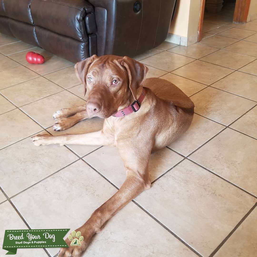 Red Wheaton Rhodesian Ridgeback - Stud Dog in Illinois, United States ...