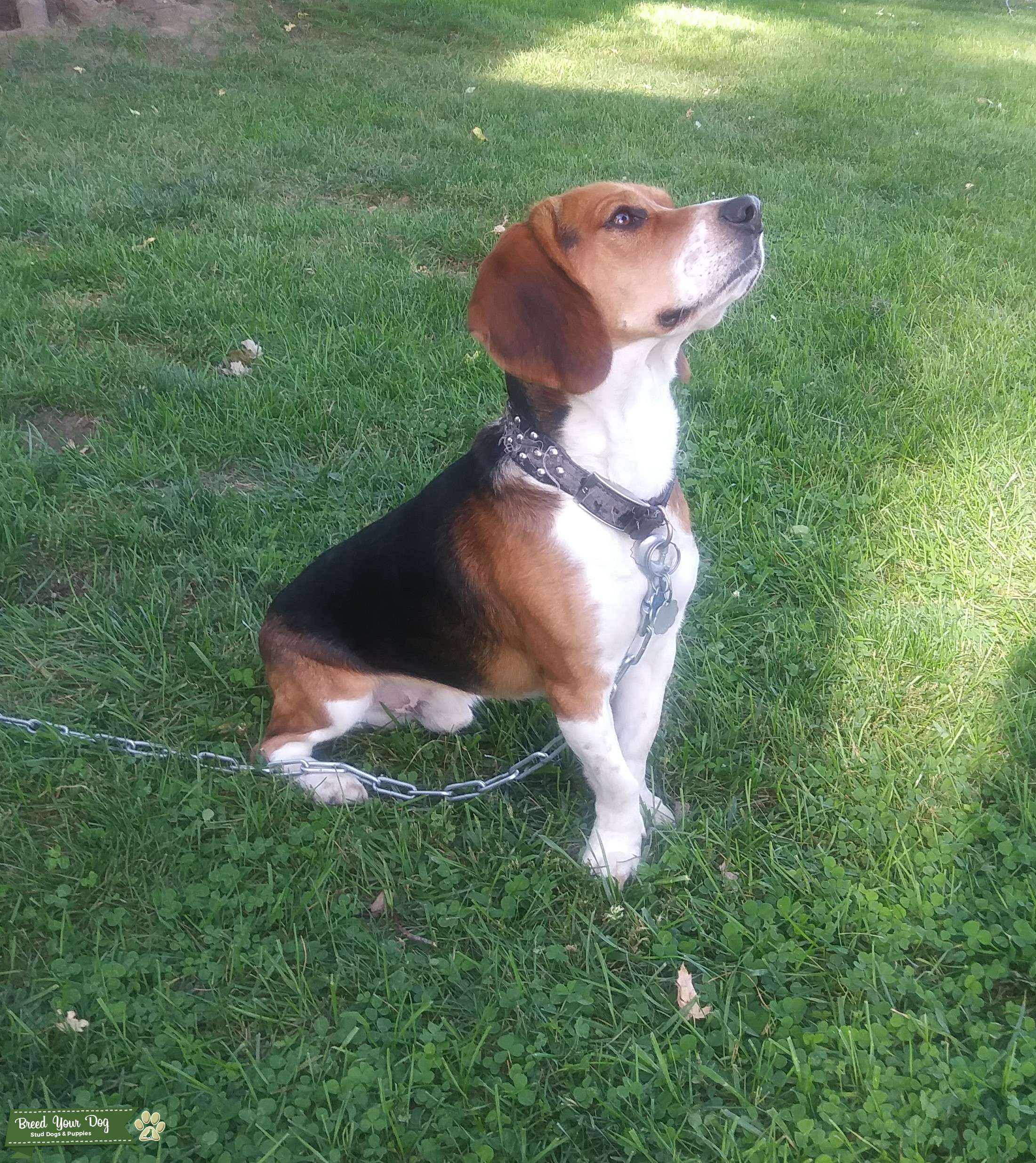 1 1/2 year old beagle stud $500 - Stud Dog in Ohio, the United States ...