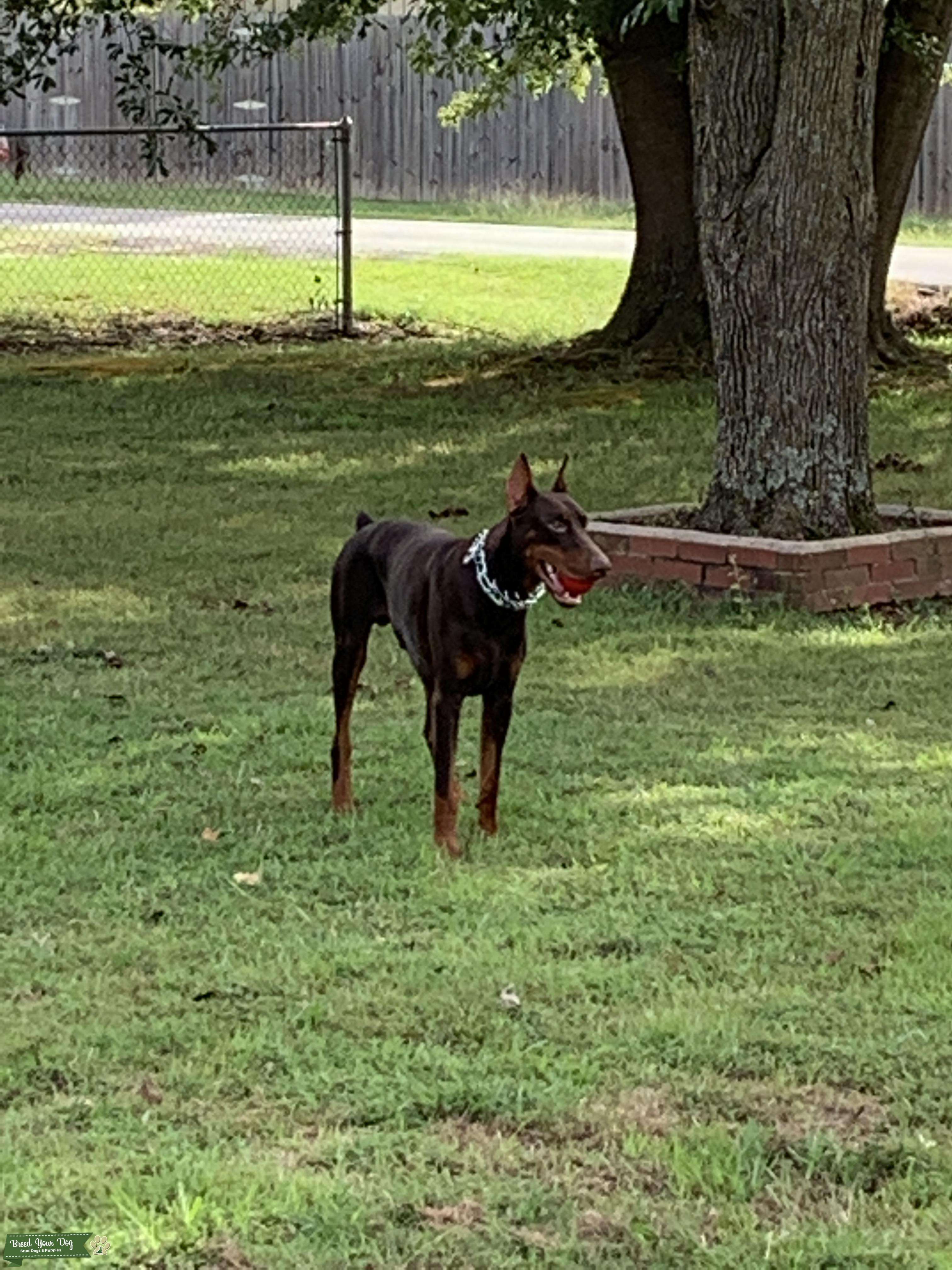 European red and rust Doberman stud dog - Stud Dog in Midwest, the ...