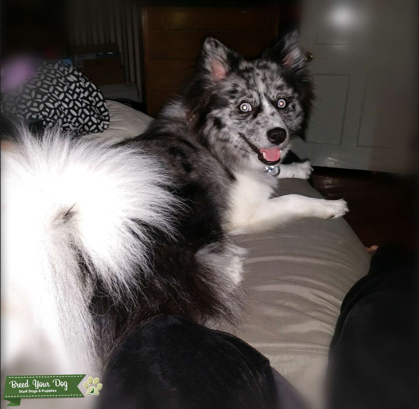 F1b blue merle pomsky girl almost ready - Stud Dog in New York, the ...