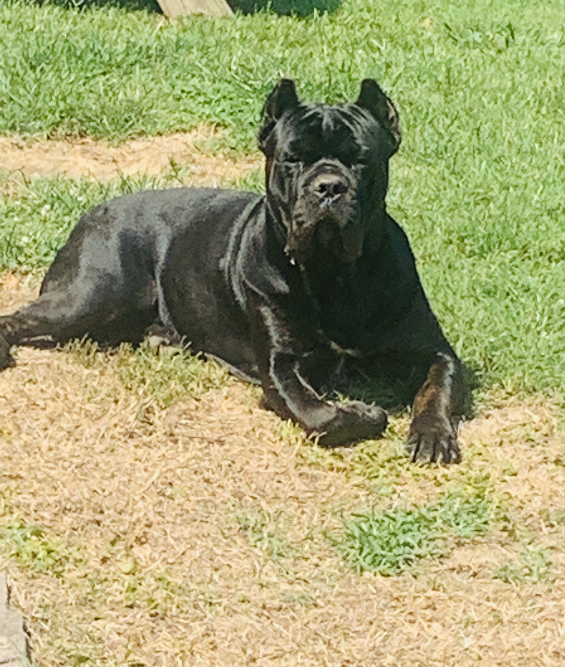 Serbian and Italian Cane Corso - Stud Dog in Tennessee , United States ...