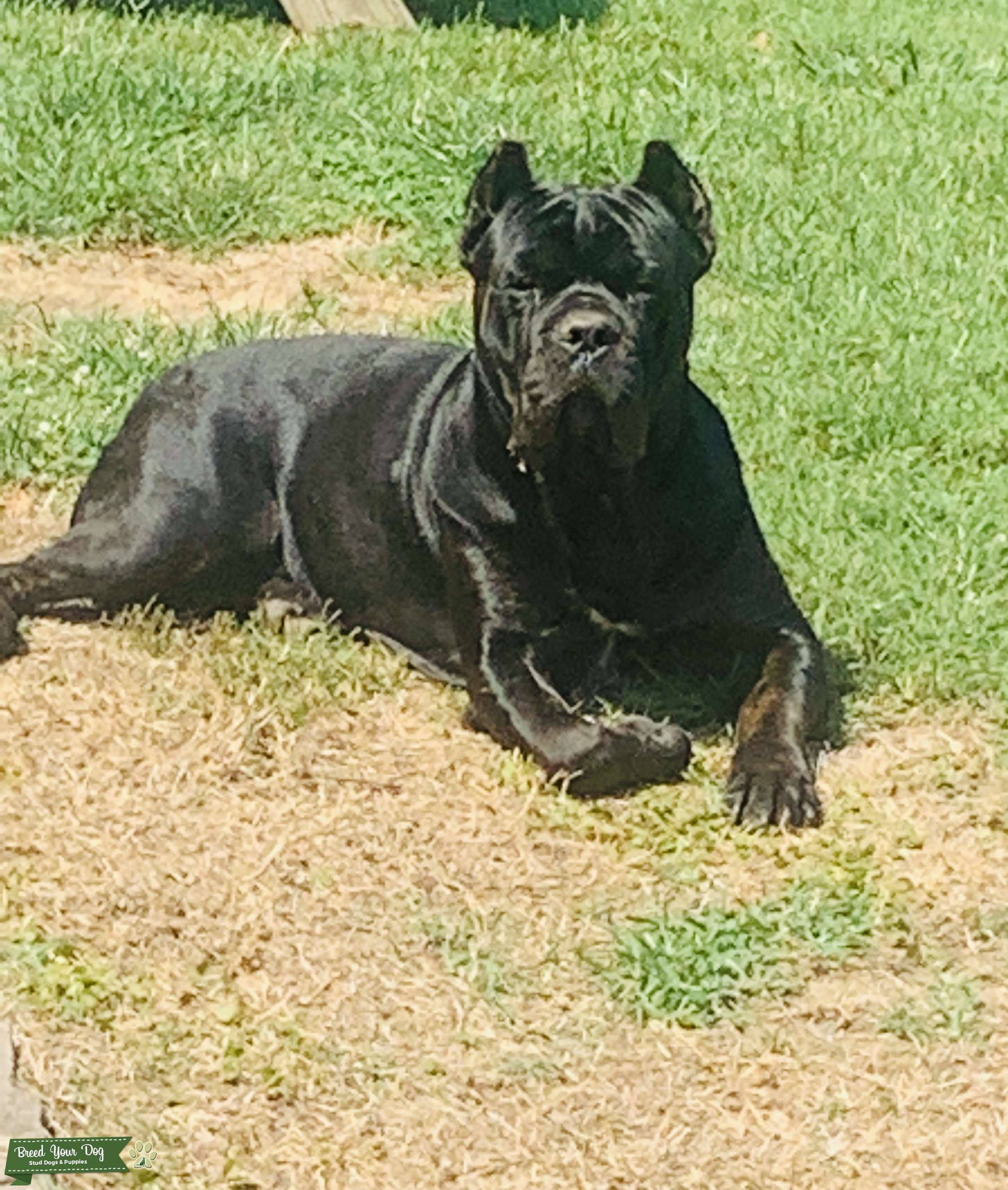 Serbian and Italian Cane Corso - Stud Dog in Tennessee , United States ...