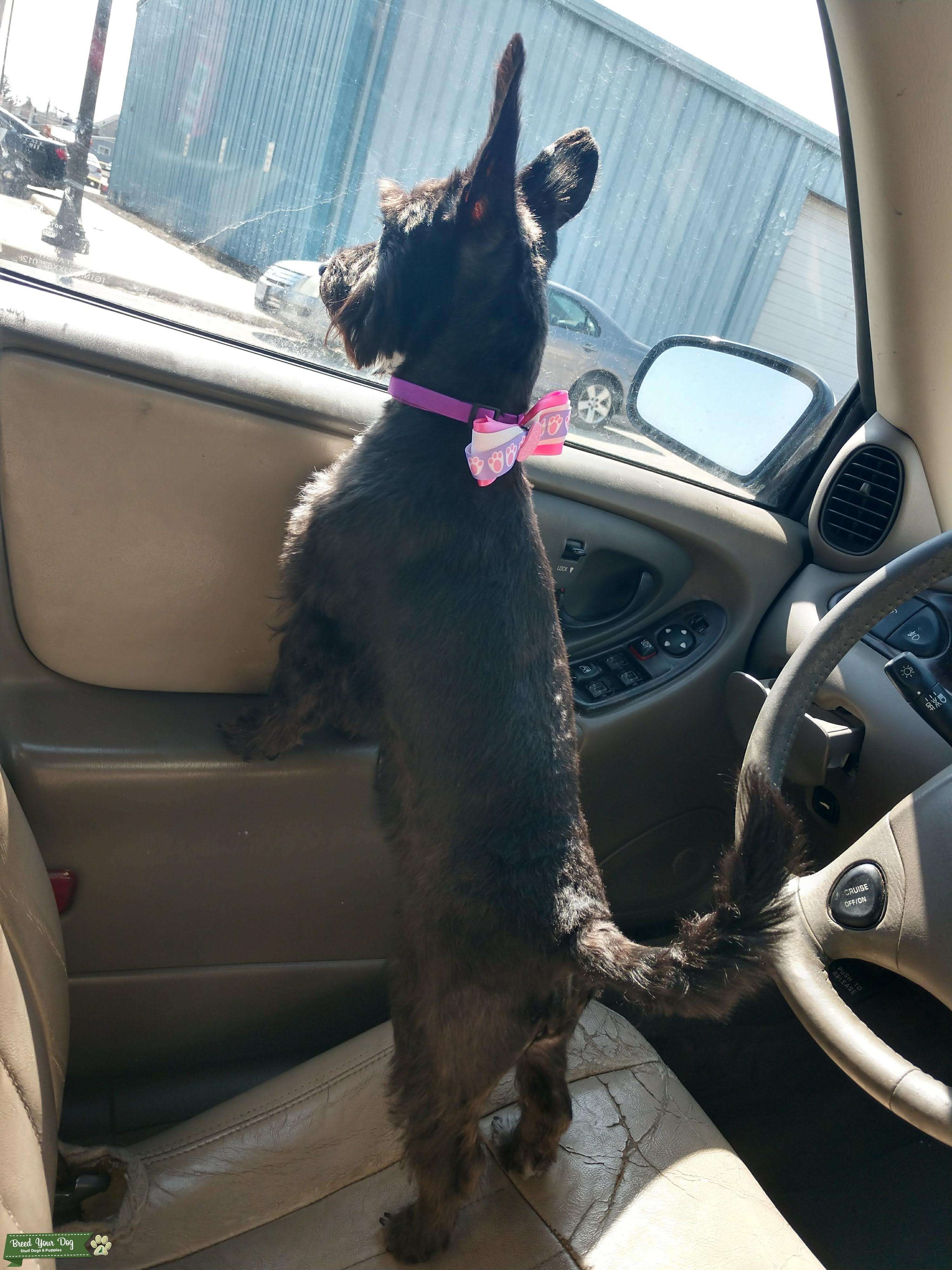 Black and White Chihuahua Terrier/Miniature Toy Schnauzer - Stud Dog in ...