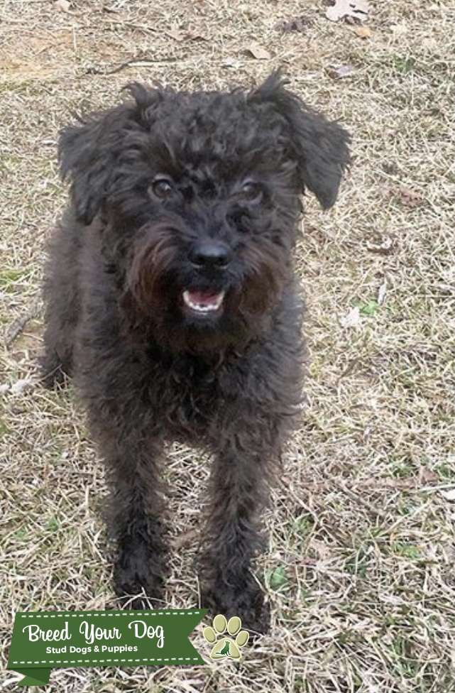 Mini. Black Schnoodle looking for stud - Stud Dog in Alabama, United ...