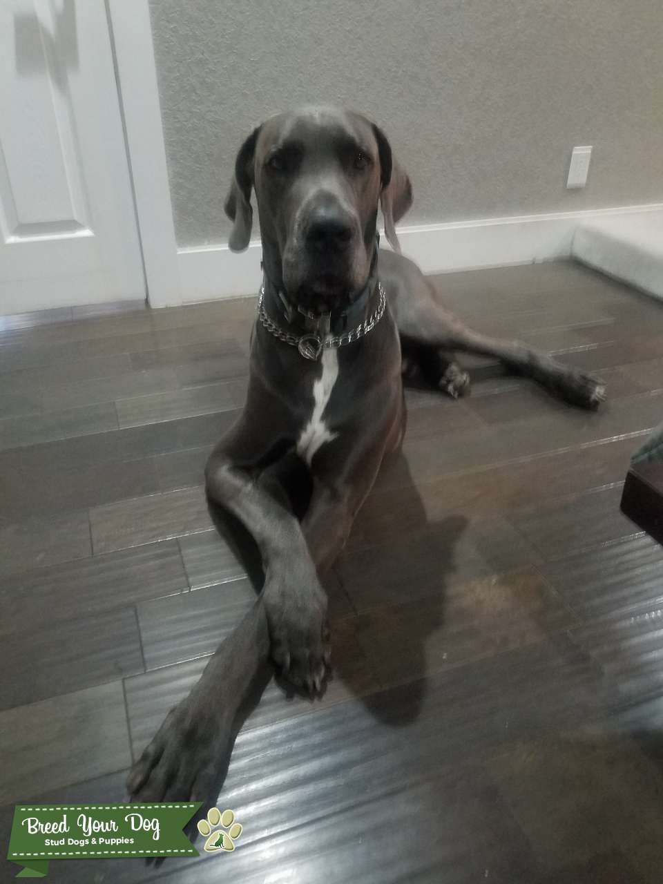 BLUE GREAT DANE STUD!!! - Stud Dog South Florida - Breed Your Dog