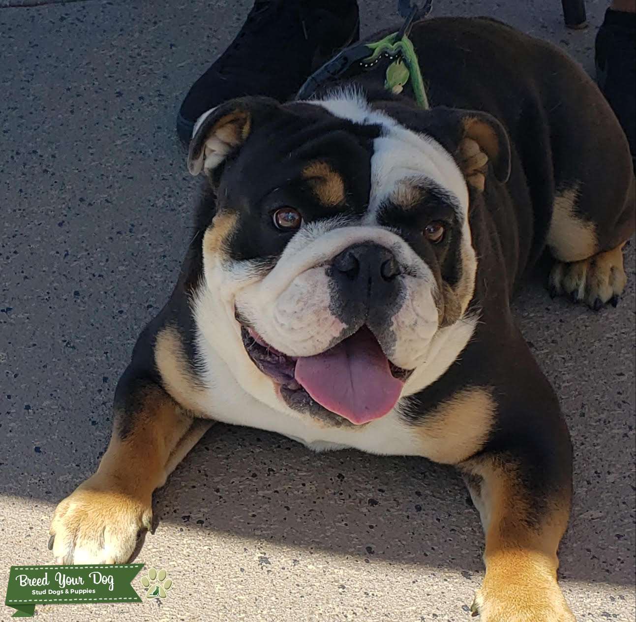 Bulldog Stud with a Heart - Stud Dog in California, the United States ...
