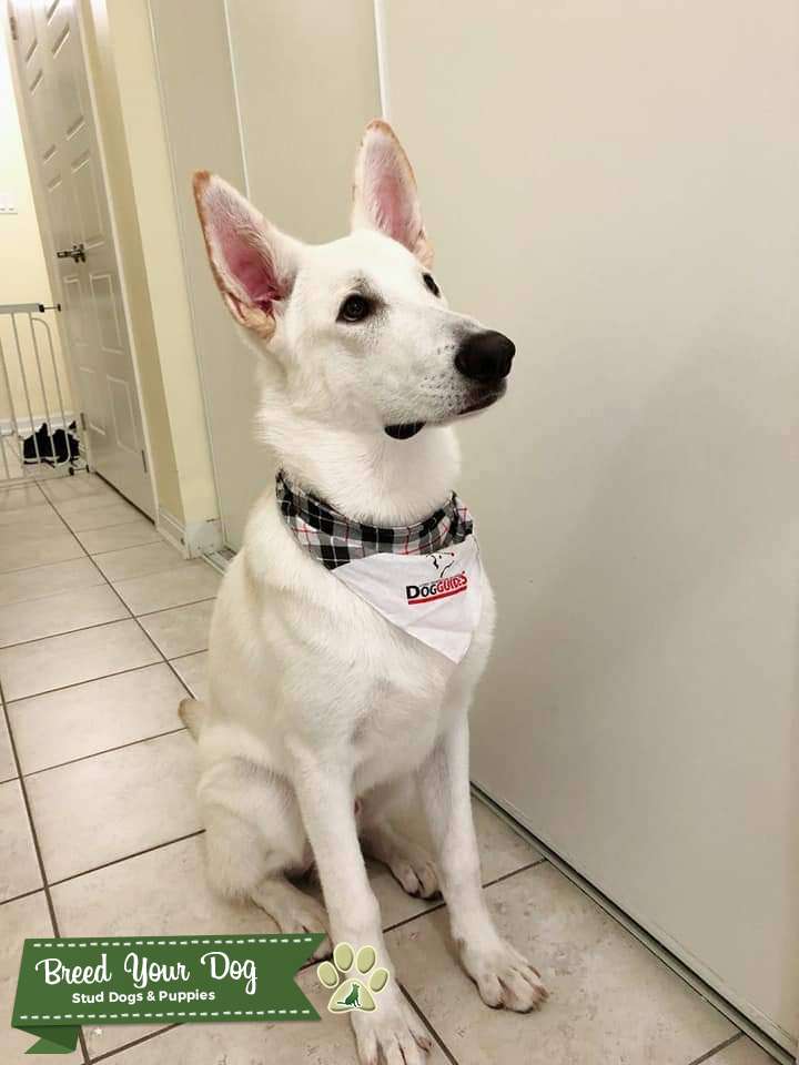 White Male German Shepherd short coat - Stud Dog in Halton Region, the ...