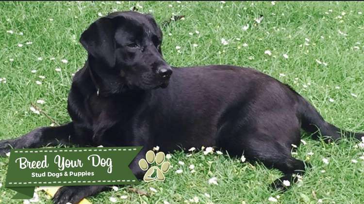 Beautiful female black Labrador - Stud Dog in Raynes Park , United ...