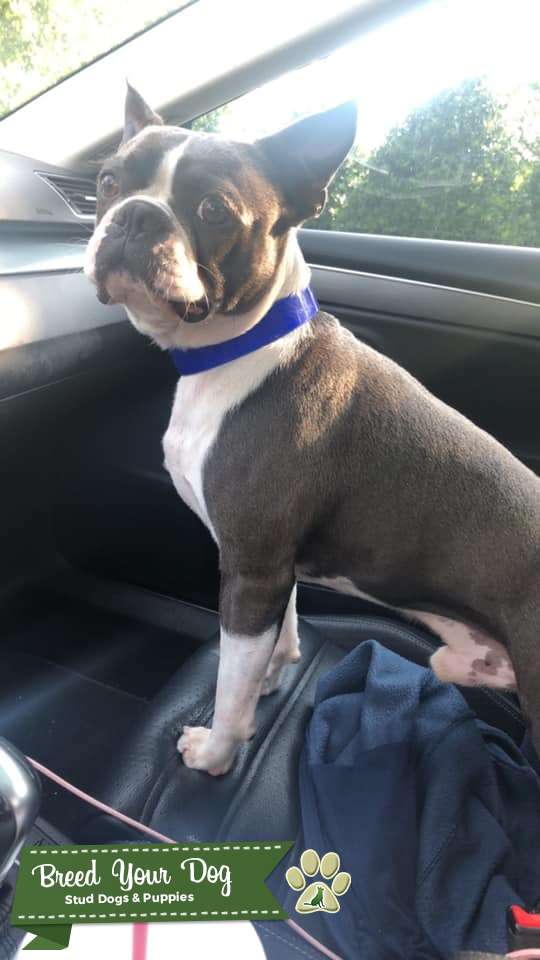 AKC Blue Boston Terrier Stud - Stud Dog in North Carolina, the United ...