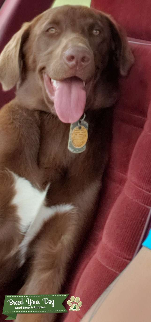 Stud Dog - Stud dog ready for breeding - Breed Your Dog