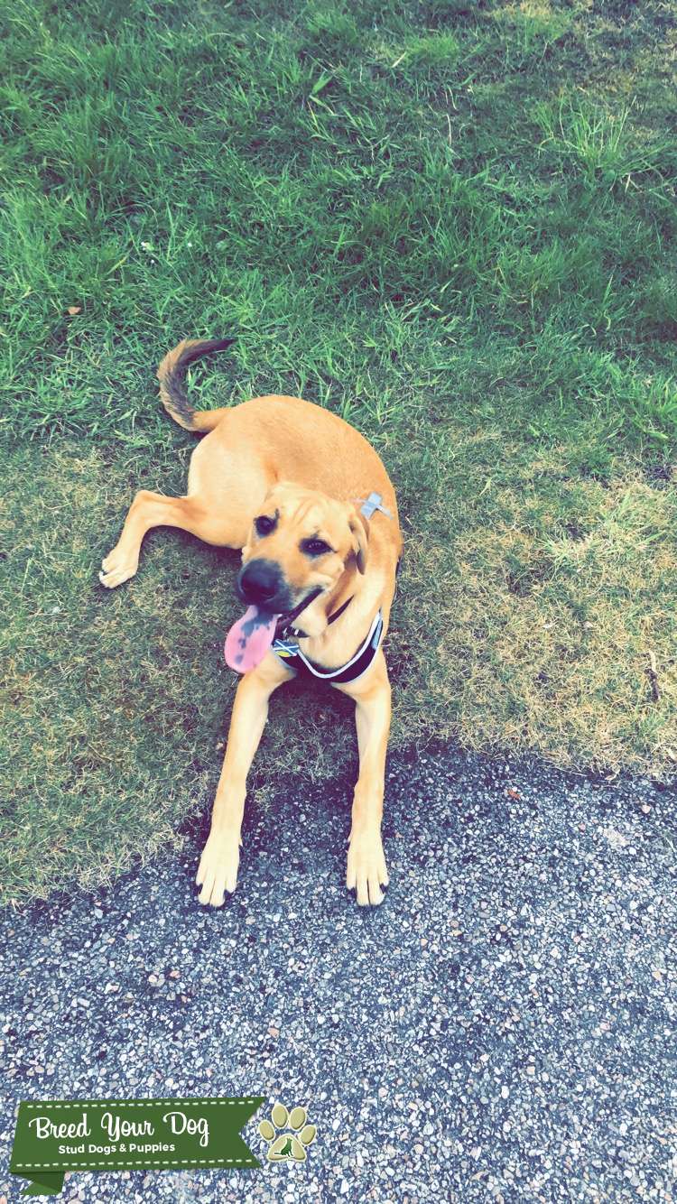 Lurcher husky mix - Stud Dog in Scotland , the United States | Breed ...