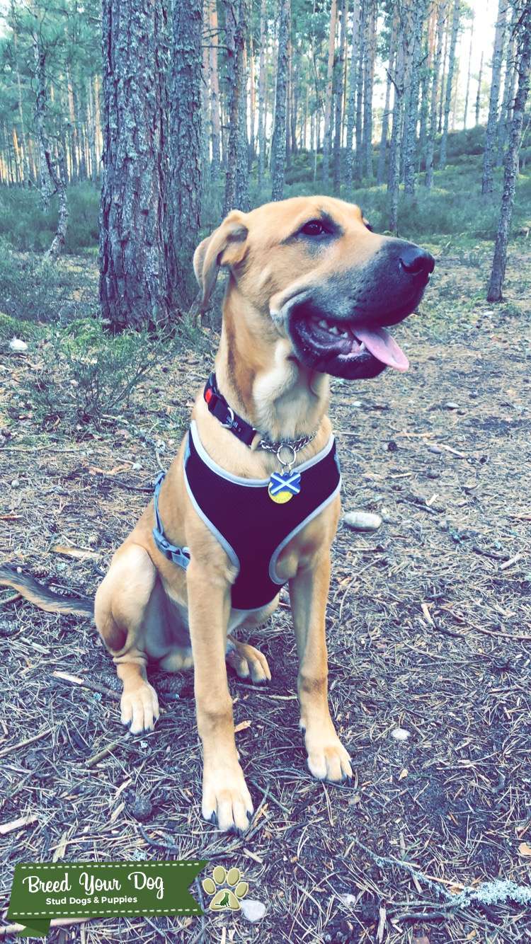 Lurcher husky mix - Stud Dog in Scotland , the United States | Breed ...