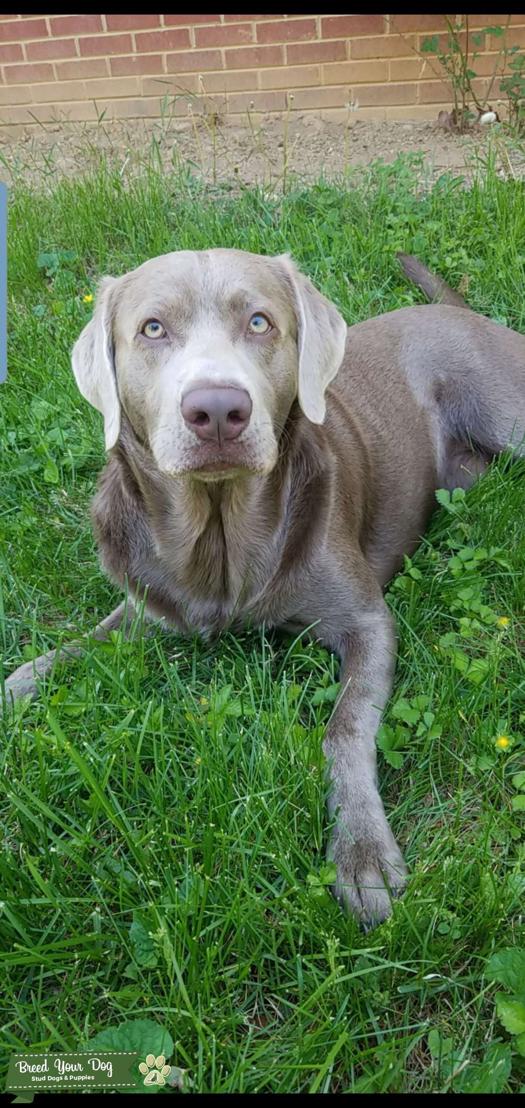 Silver Labrador Retreiver - Stud Dog Virginia - Breed Your Dog