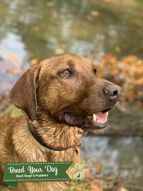 Red English Lab (Pedigree)- Stud Listing - Stud Dog in Alabama ...